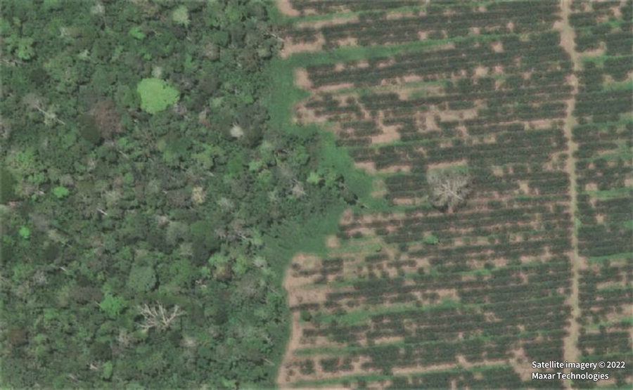 European rubber imports are driving the destruction of African forests ...