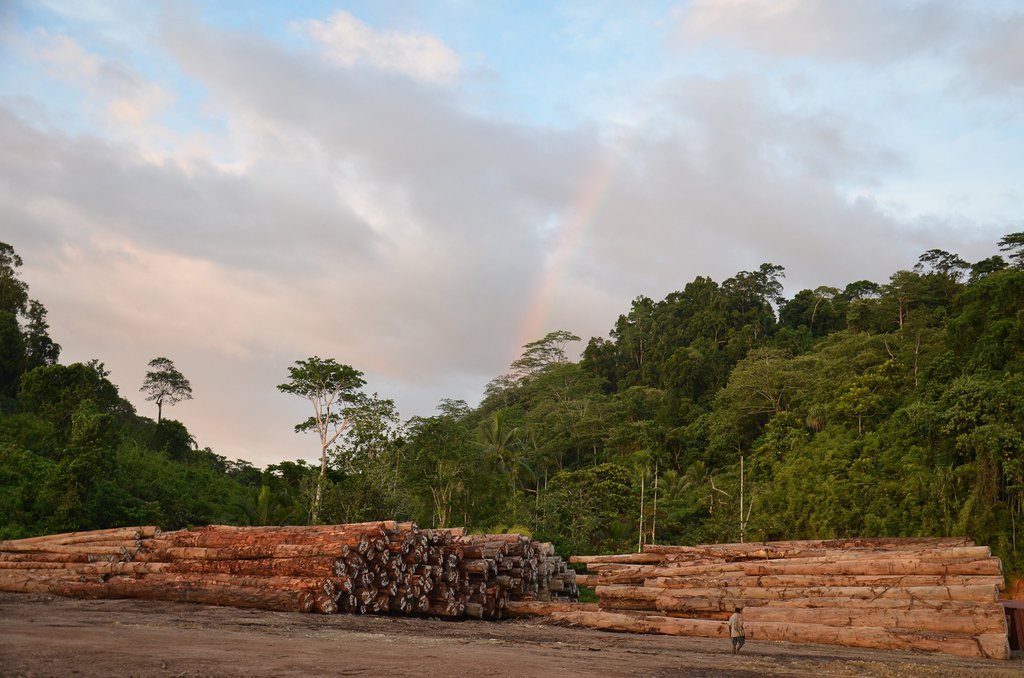 Global Witness | Illegal logging | Timber trade | Global Witness