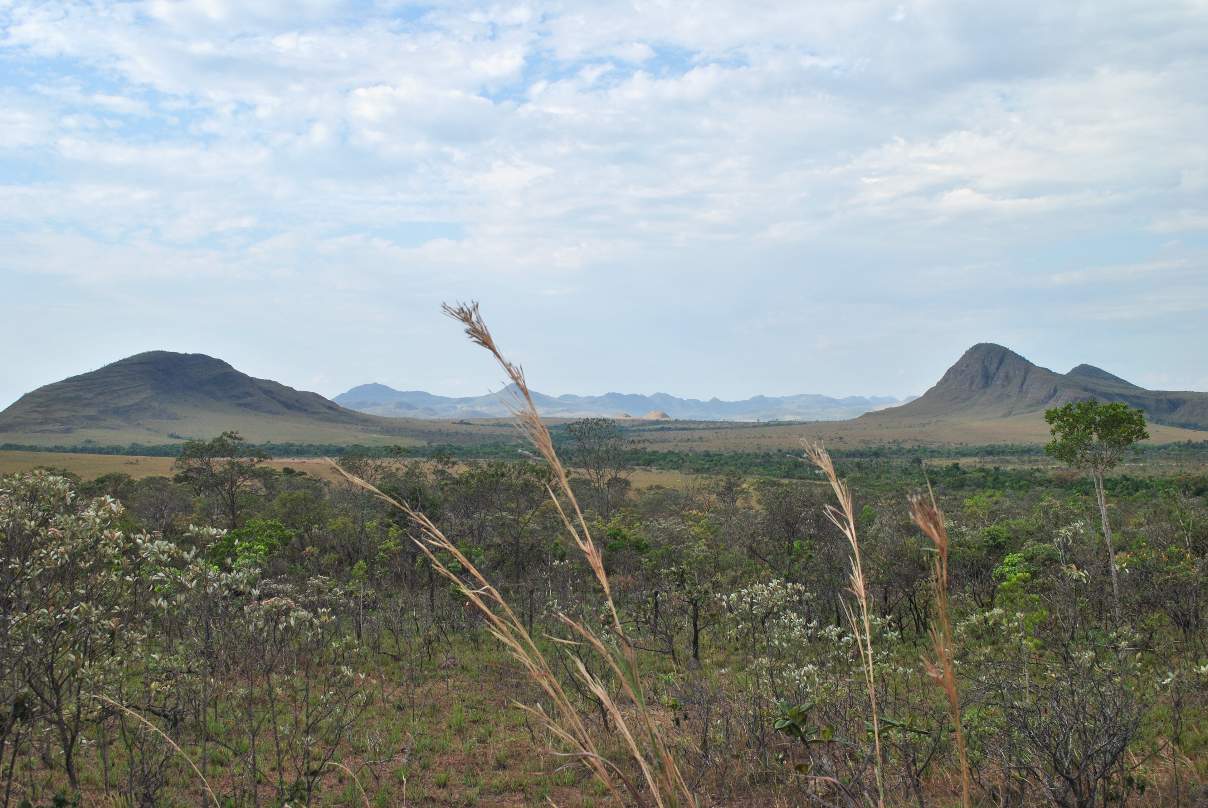 The Cerrado crisis: Brazil’s deforestation frontline | Global Witness