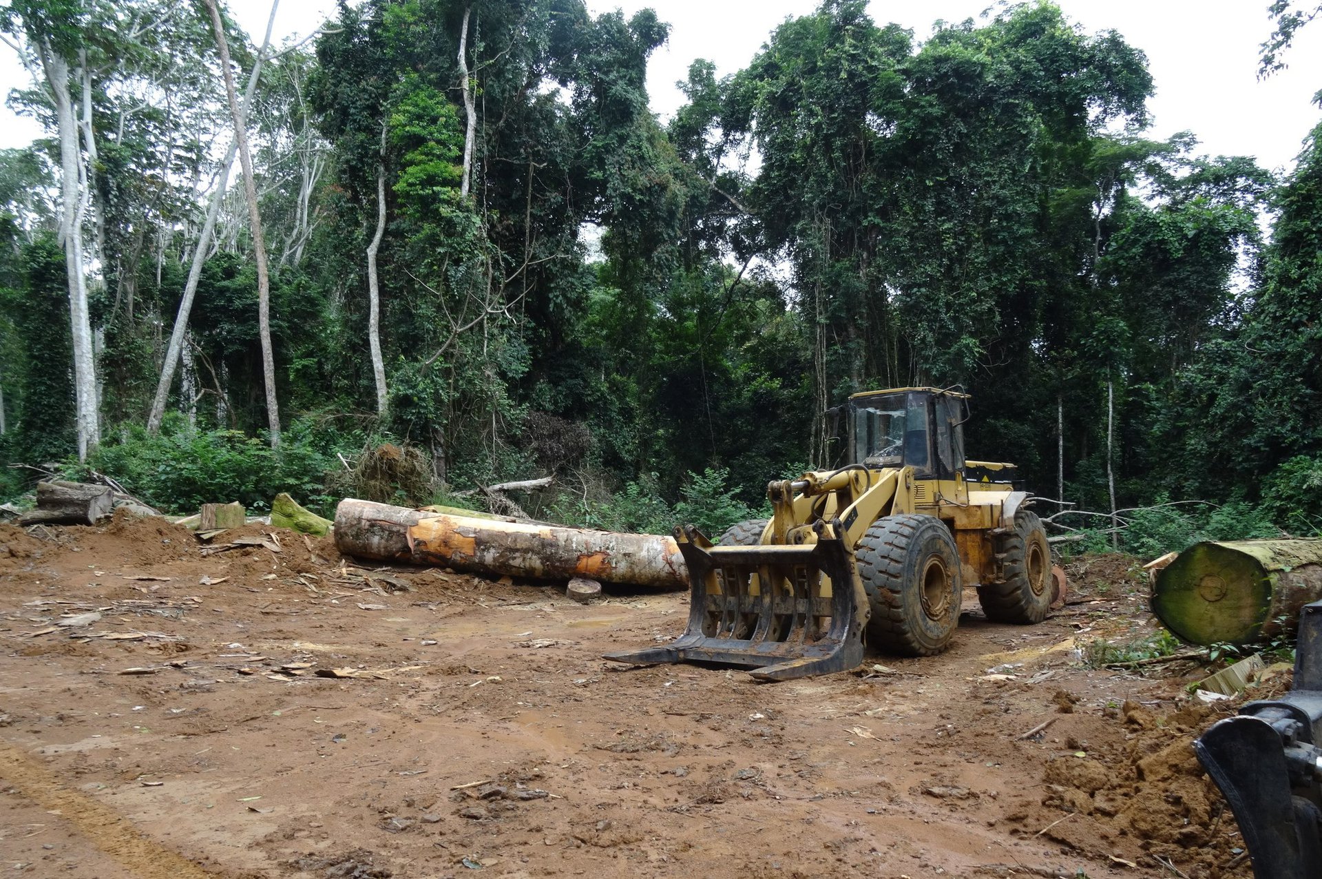 European rubber imports are driving the destruction of African forests ...