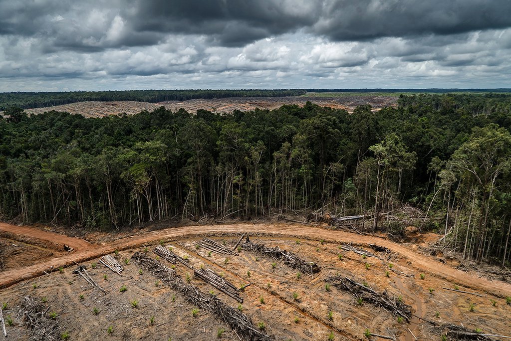 Products in US supermarkets linked to deforestation of tropical forests ...
