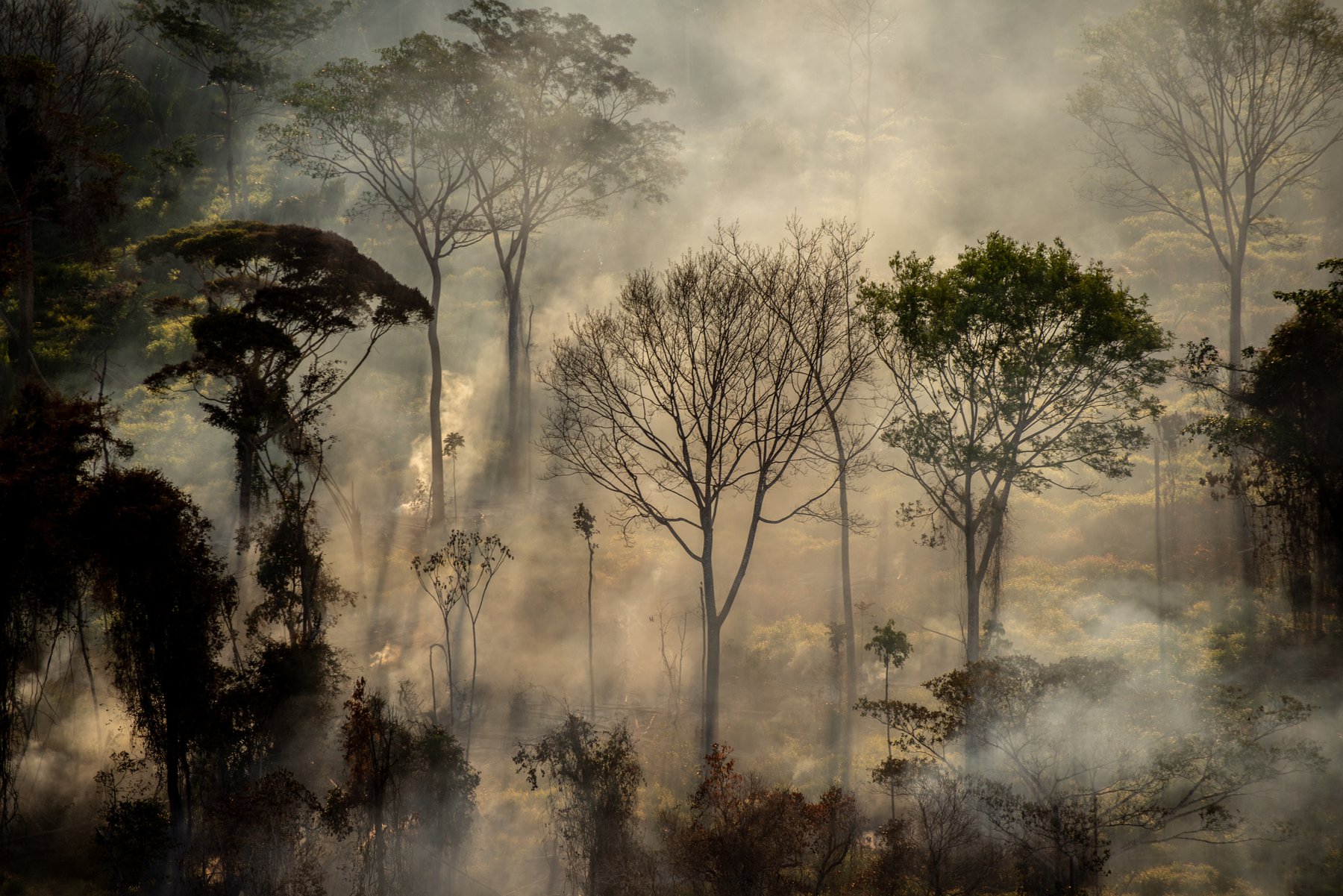 What is the Cerrado – and why is it important for our planet? | Global ...