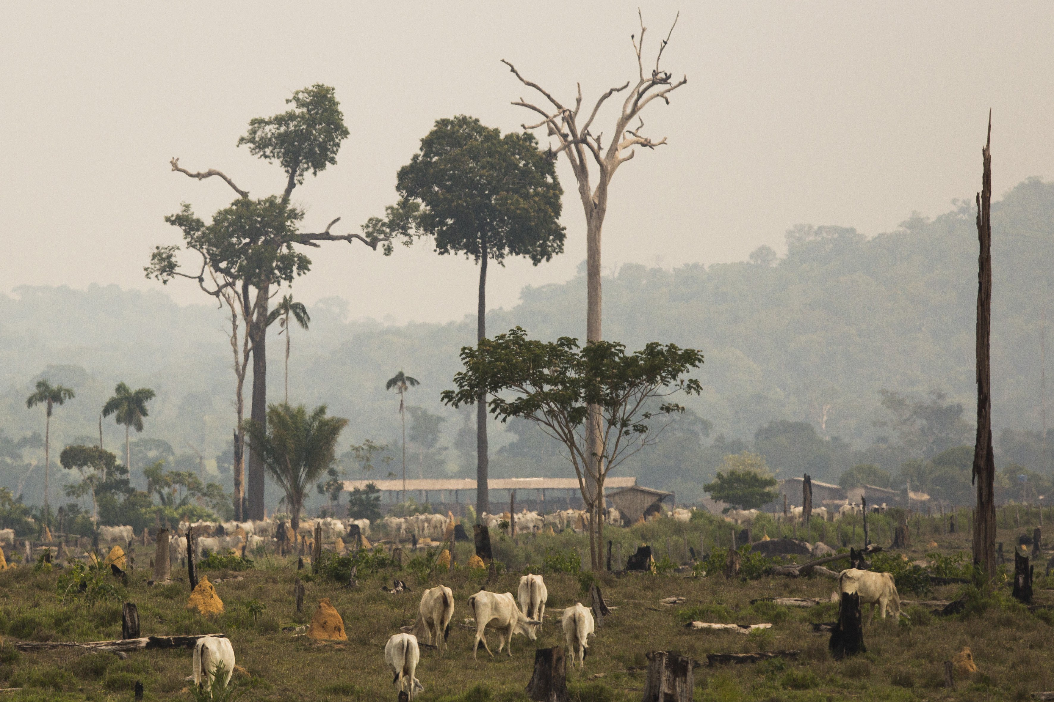 The Cerrado crisis: Brazil’s deforestation frontline | Global Witness