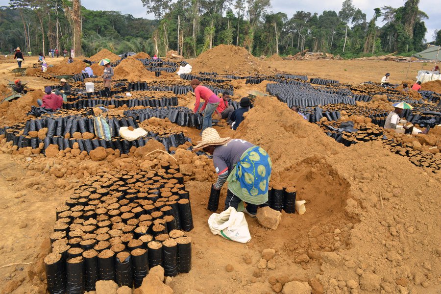 European rubber imports are driving the destruction of African forests ...
