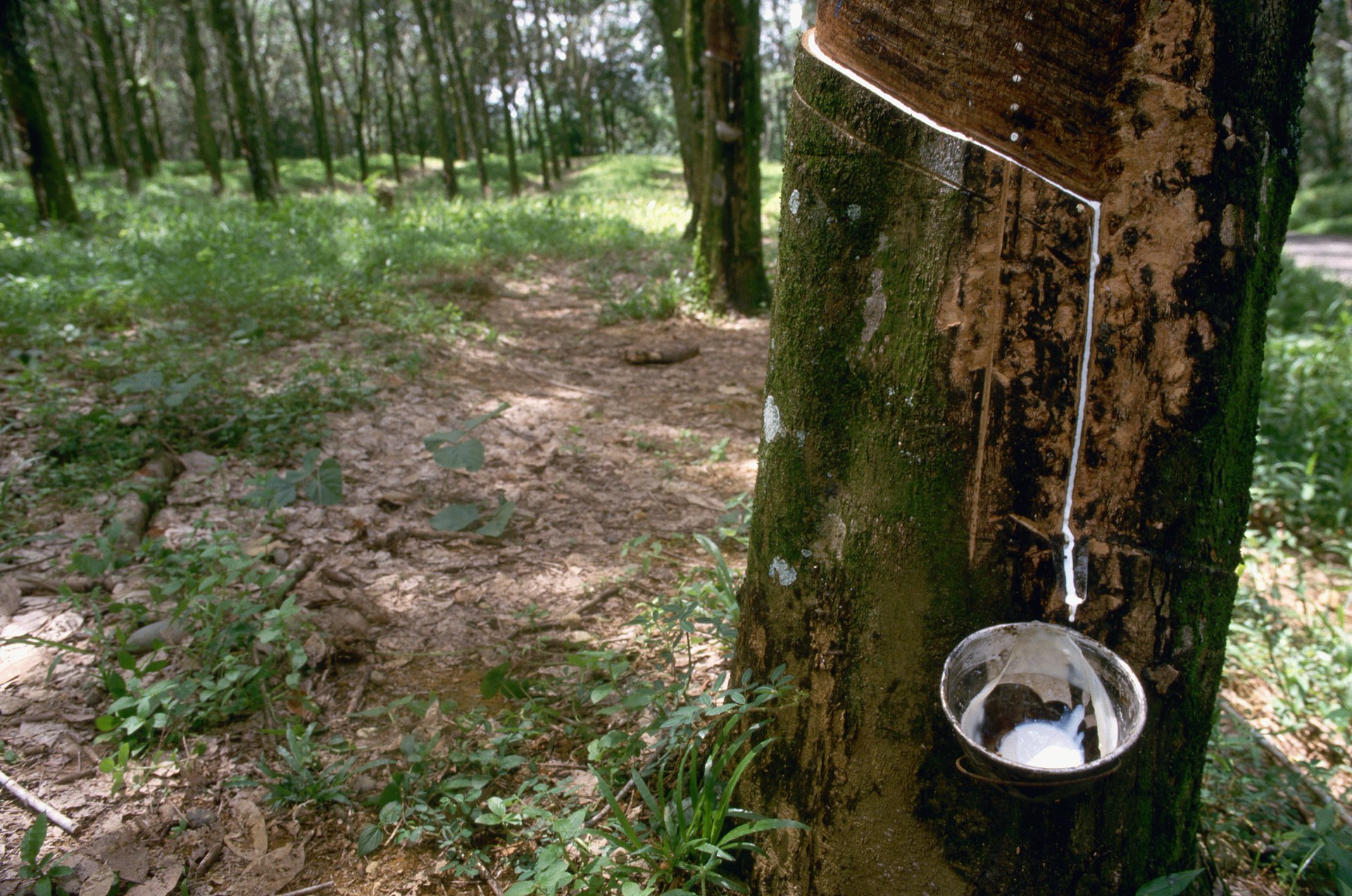 European rubber imports are driving the destruction of African forests ...