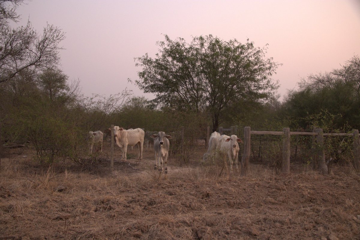 Popular collagen brands drive deforestation in Paraguay | Global Witness