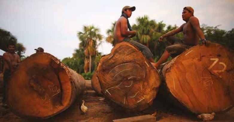 Peru's timber sector faces its moment of truth | Global Witness