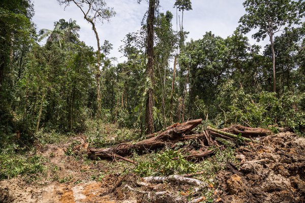 Rainforests explained: where they are, what they do, and why they’re ...