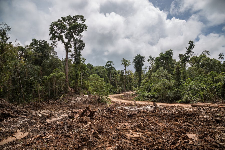In a historic win, Papua New Guinea acts against logging tax cheats ...