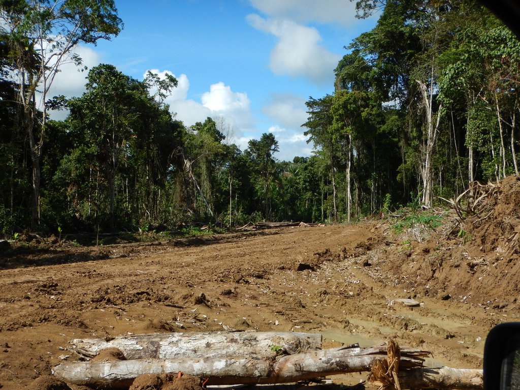 PNG hosts APEC meeting on illicit timber trade while allowing illegal ...