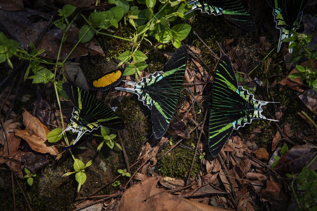 COP16: Aligning biodiversity with human rights and climate action ...