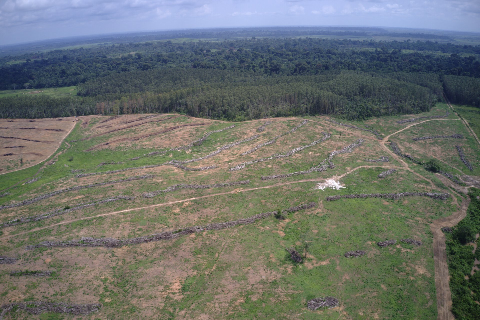 New documentary about deforestation and land grabs in the Brazilian ...
