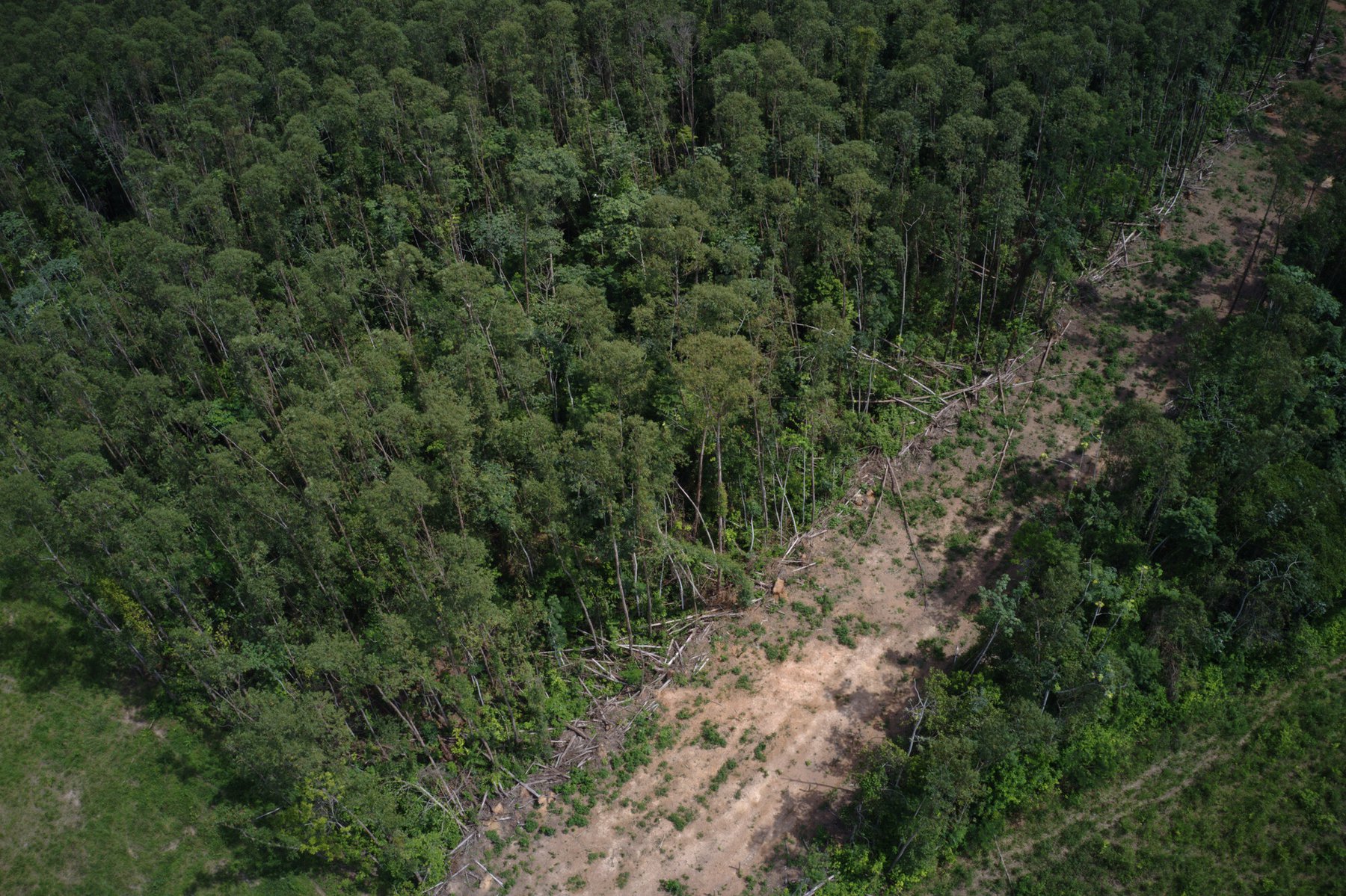 Hopes and fears for forests in a divided Brazil | Global Witness