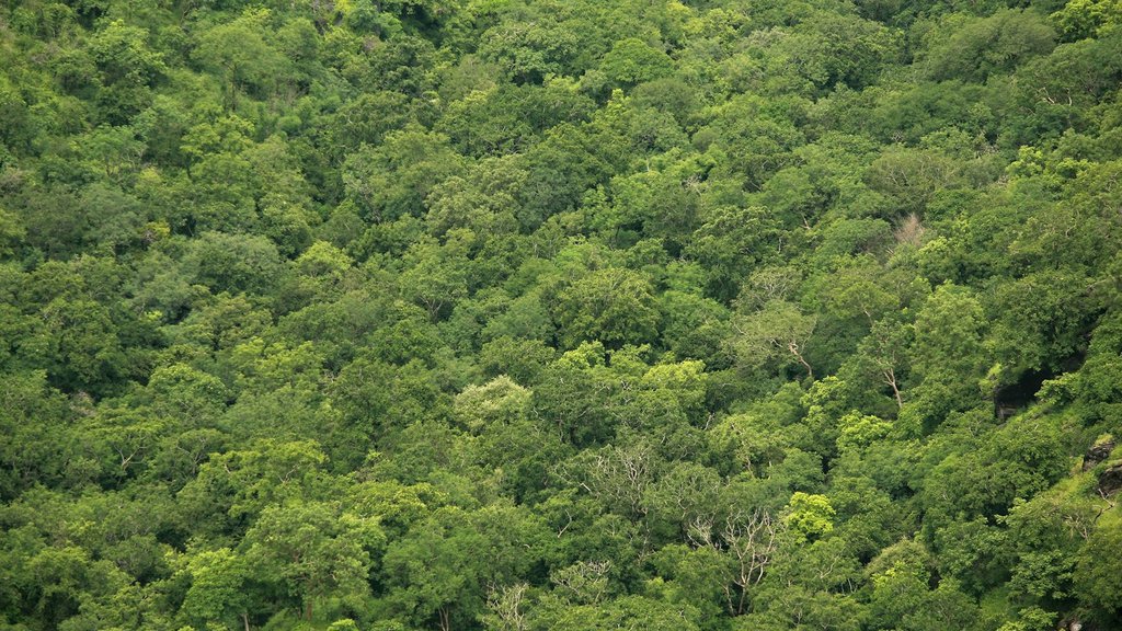 Forest transparency and Independent Forest Monitoring | Global Witness