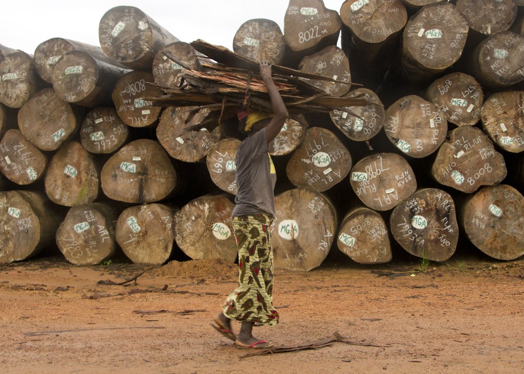 Logging in the Shadows | Global Witness