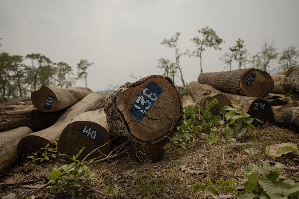 China's rules on illegal timber could help safeguard the world's ...