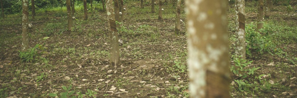 The global rush for rubber: is Myanmar the ‘final frontier’? | Global ...