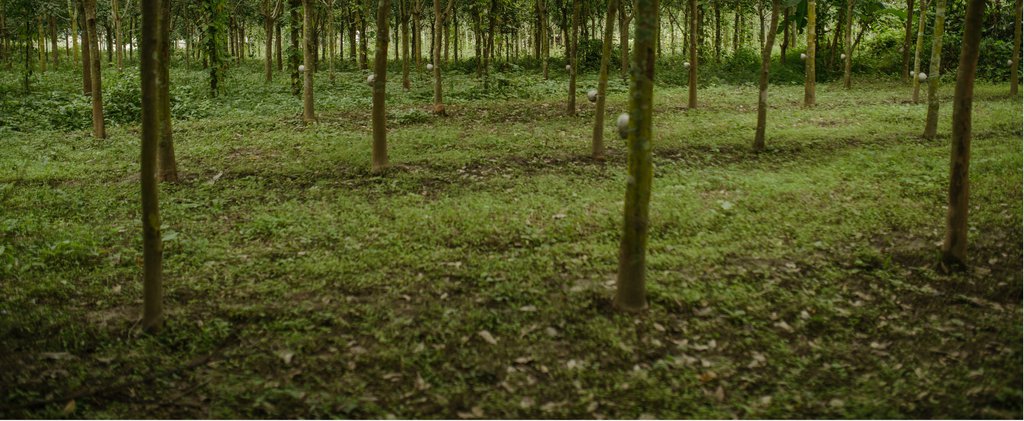 What Future for Rubber Production in Myanmar? | Global Witness